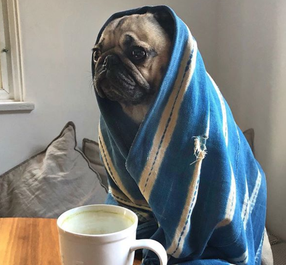 If All You Want To Do This Winter Is Be In A Mood, Doug The Pug Is Your ...