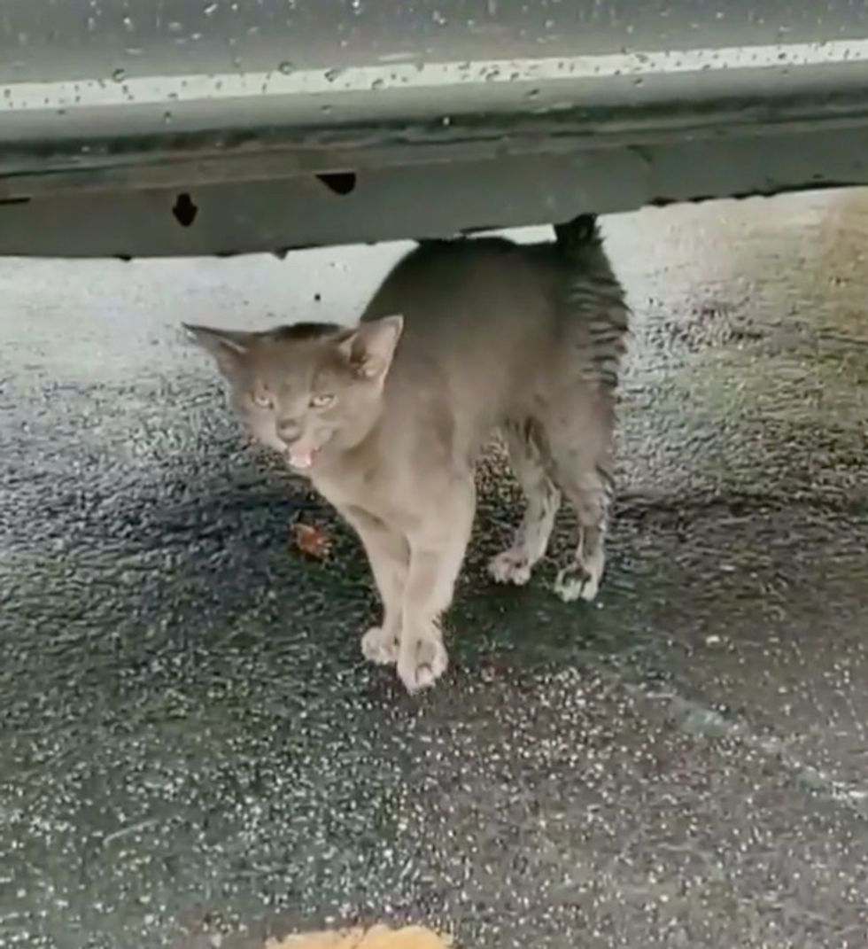 Stray Kitten Follows Man in Parking Lot and Won't Let Him Go Without ...