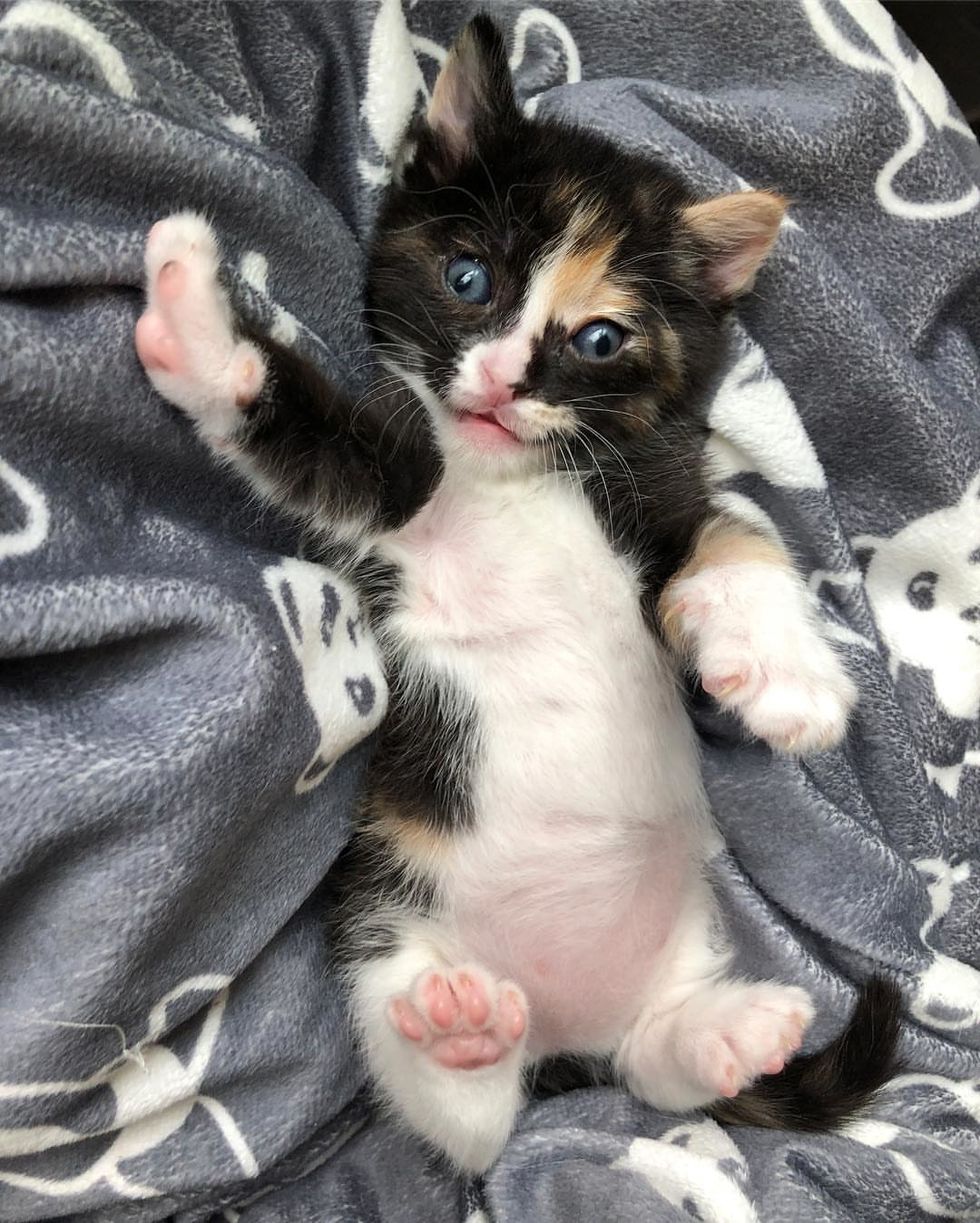 Kitten Gets Her Smile Back After Rescuers Saved Her from the Street ...