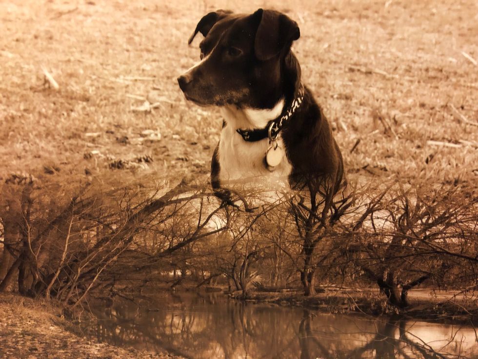 My Dog Is The Most Photogenic Dog You'll Ever See