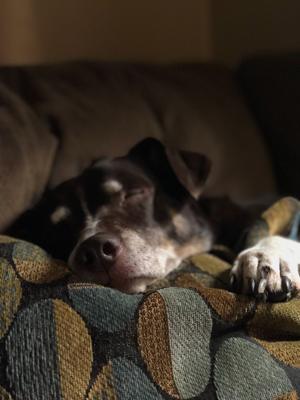 My Dog Is The Most Photogenic Dog You'll Ever See