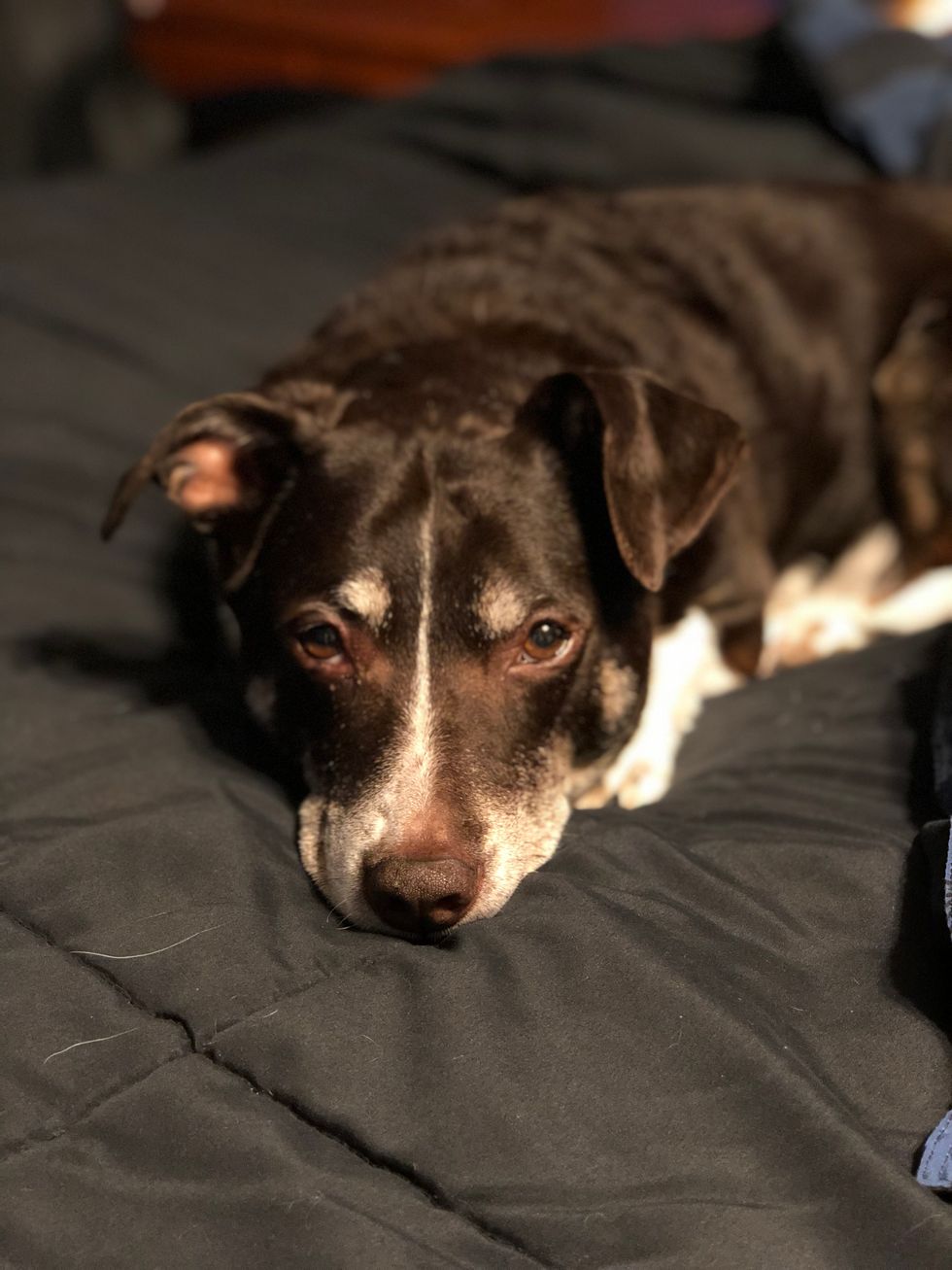 My Dog Is The Most Photogenic Dog You'll Ever See