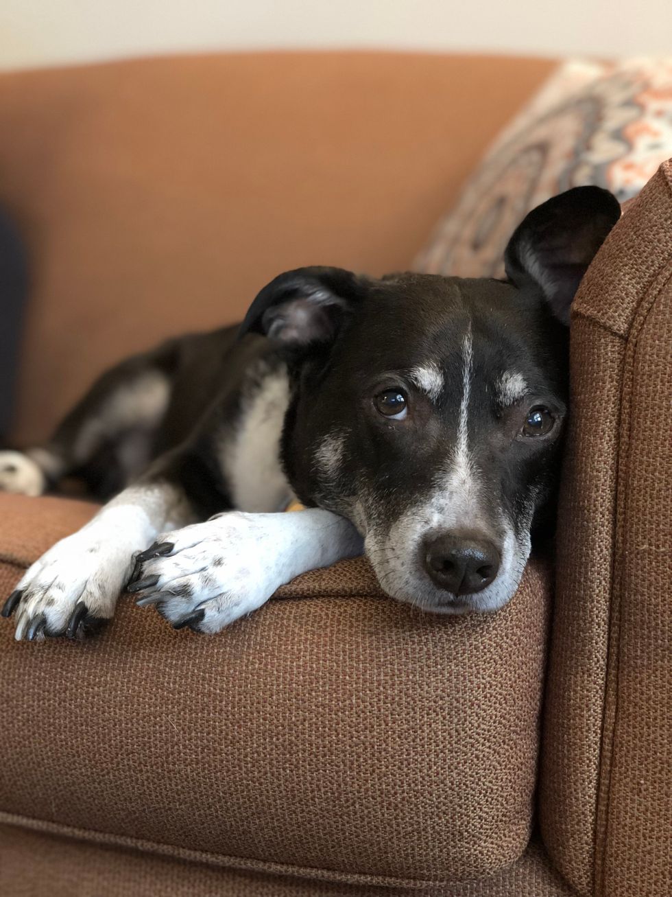 My Dog Is The Most Photogenic Dog You'll Ever See