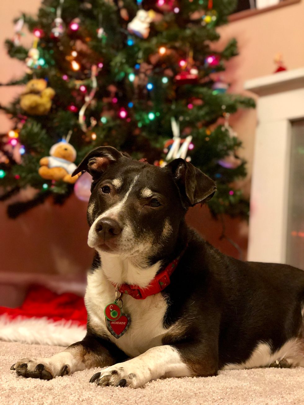 My Dog Is The Most Photogenic Dog You'll Ever See