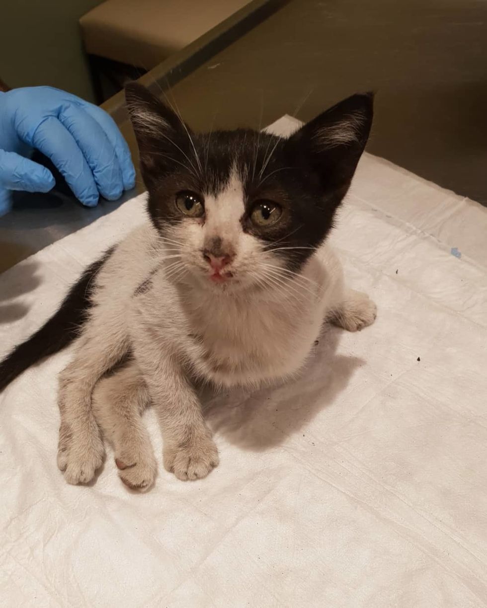 Pianist Saves Kitten Who Couldn't Use Her Legs, and Helps Her Get Back ...