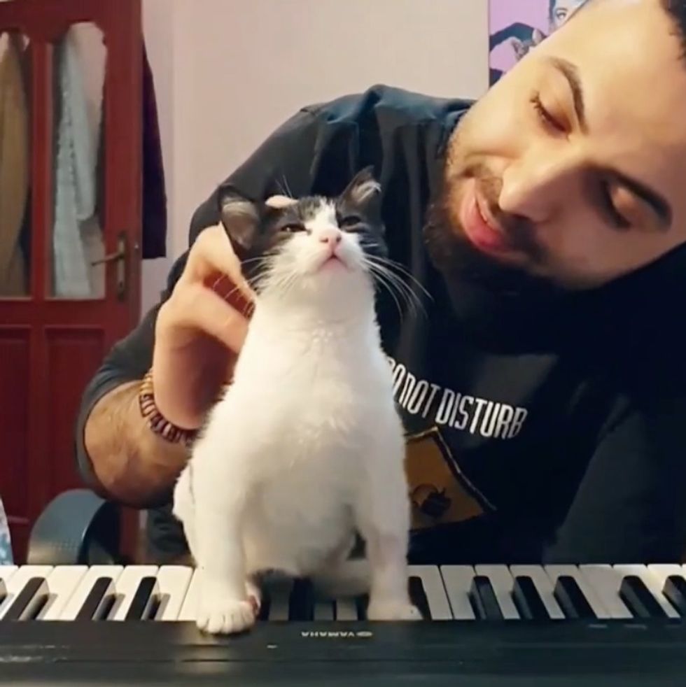 Pianist Saves Kitten Who Couldn't Use Her Legs, and Helps Her Get Back ...