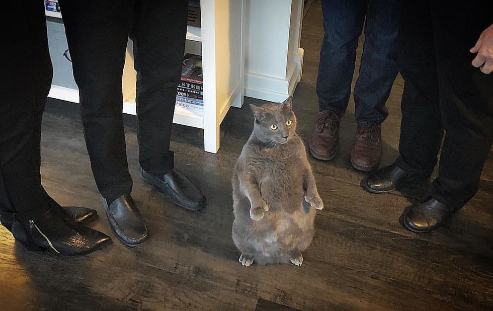 Cat Who Loves to Stand Like a Human, Achieves Nearly 20% Weight Loss ...