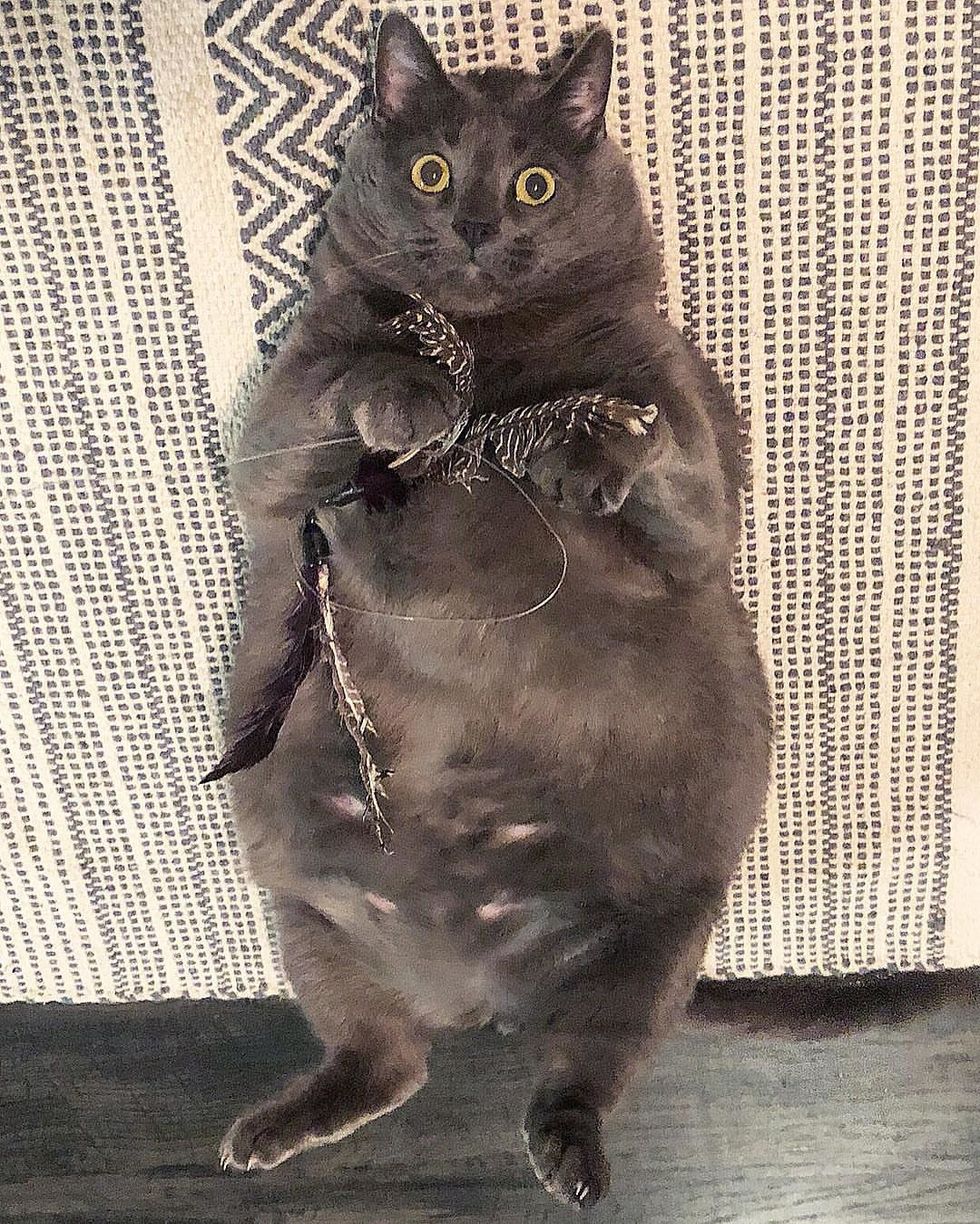 Cat Who Loves to Stand Like a Human, Achieves Nearly 20% Weight Loss ...