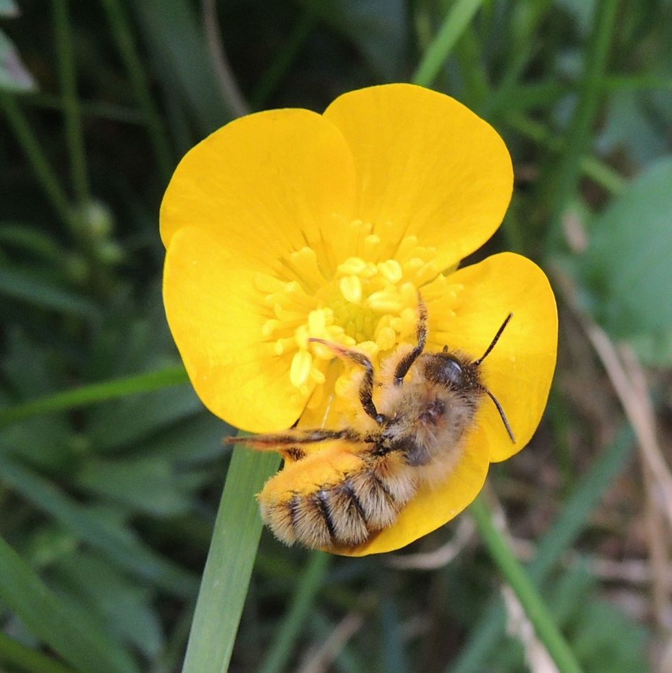 The 10 Most Common Bees, Ranked By Cuteness