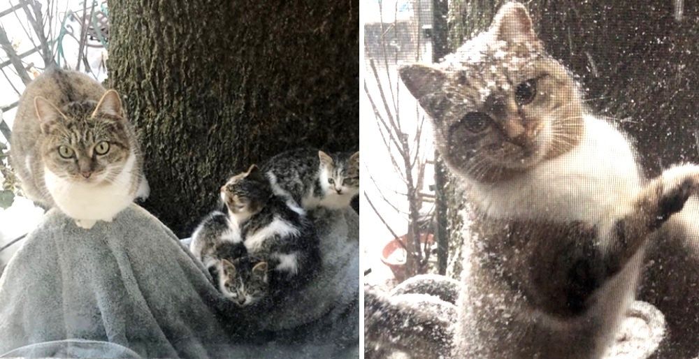 Stray Cat Left Her Kittens to Couple for Help and Came Back During ...