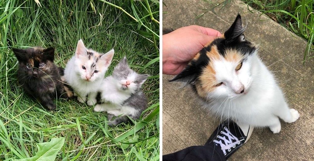 Stray Cat Walks Up to Rescuer and Leads Her to Her Kittens Who Need ...