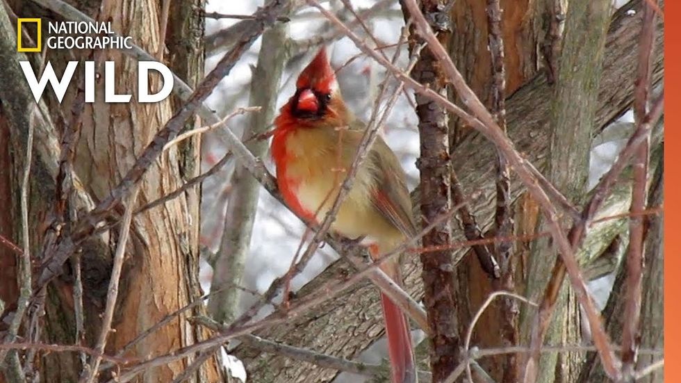 Half Male Half Female Bird