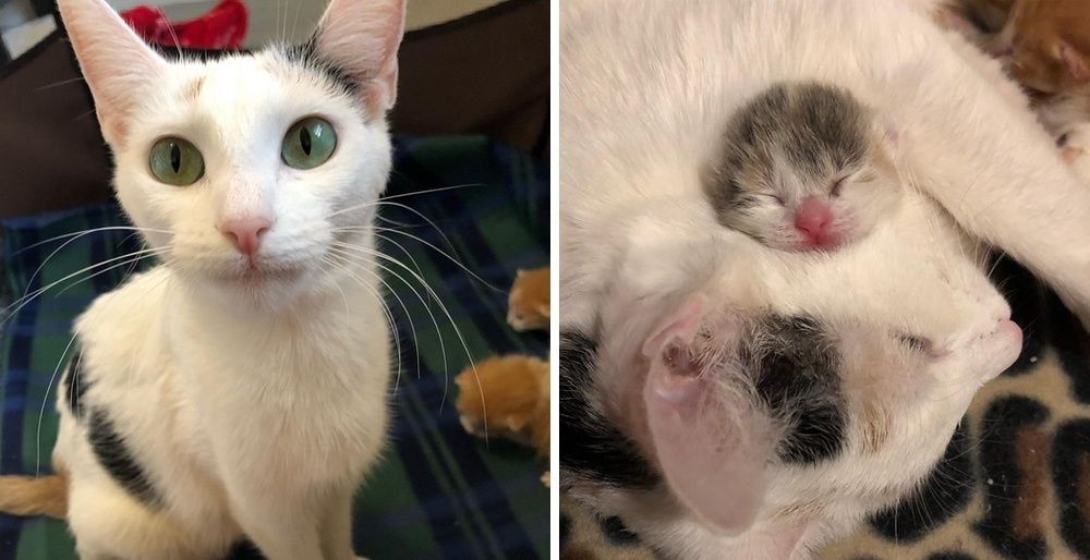 Shelter Cat Finds Help for Her Newborn Kittens - a Foster Home Turns ...