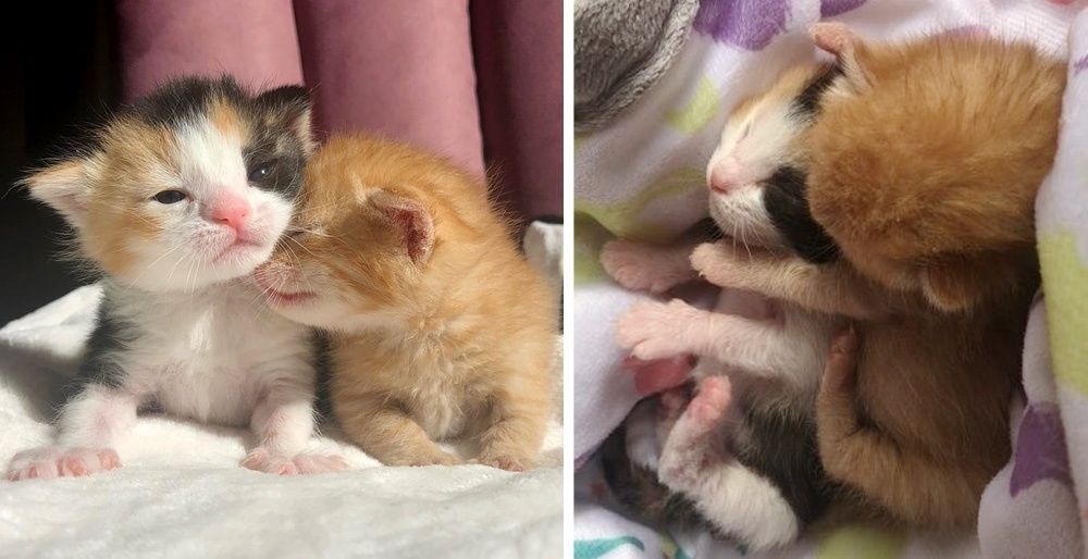 Kittens Keep Each Other Comforted - Love Meow