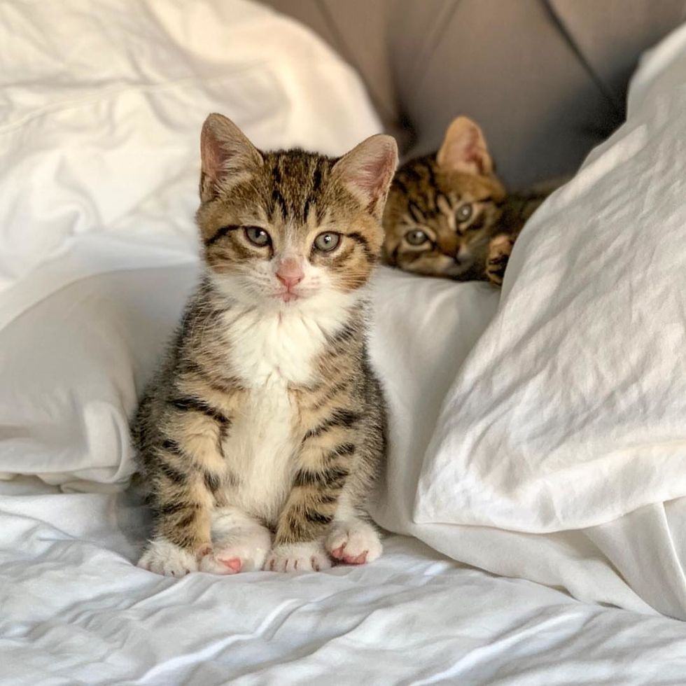 Woman Hears Kittens Crying by School and Saves Them When Their Mom ...