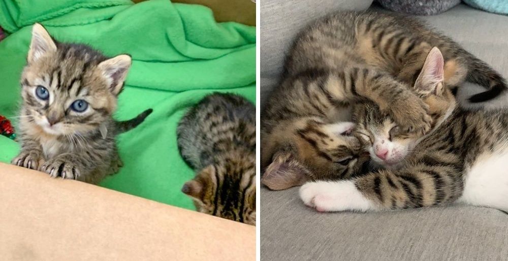 Woman Hears Kittens Crying by School and Saves Them When Their Mom ...