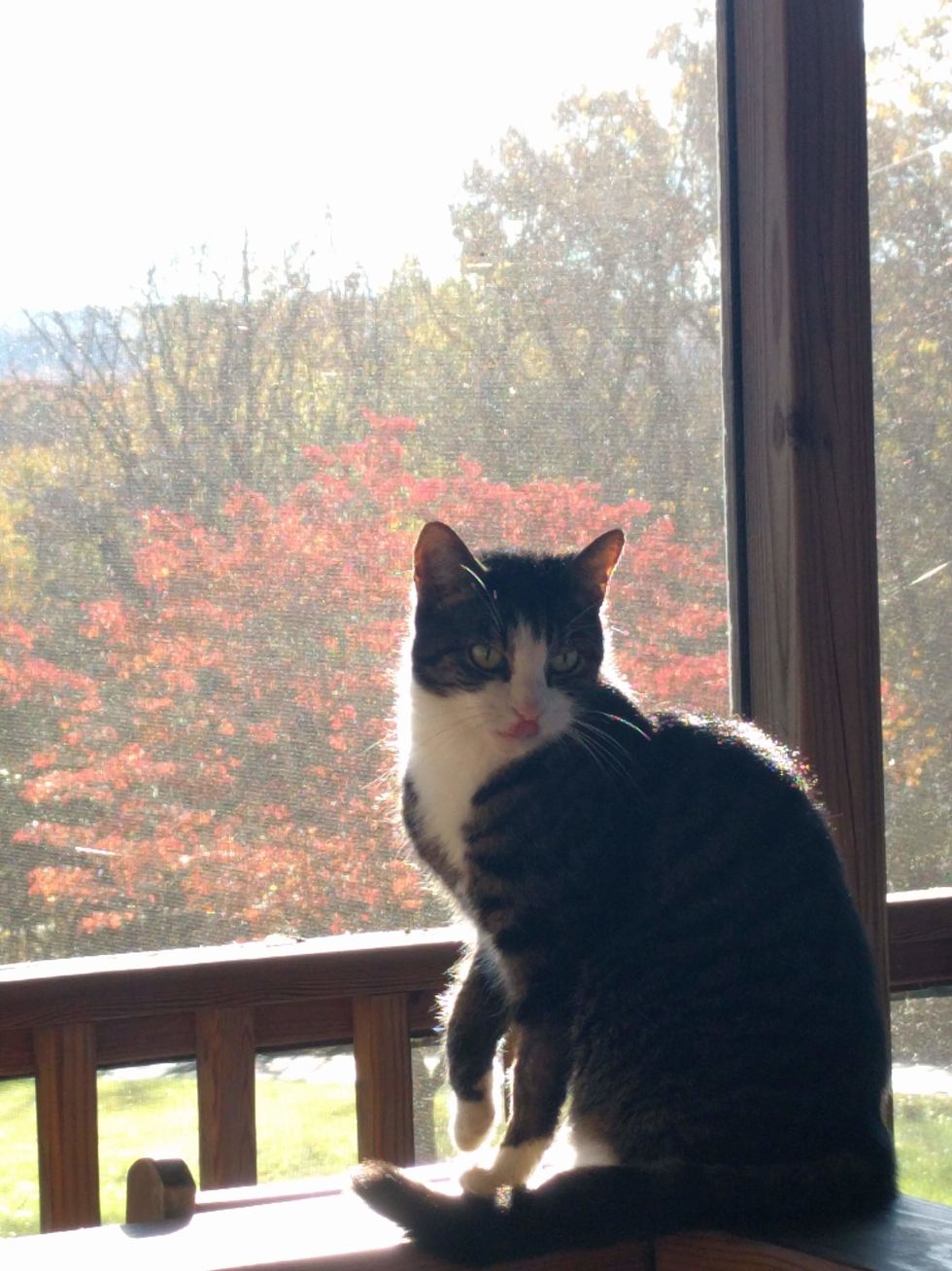 Couple Discovers Their New Home Comes with Cat Who Has Lived There All ...