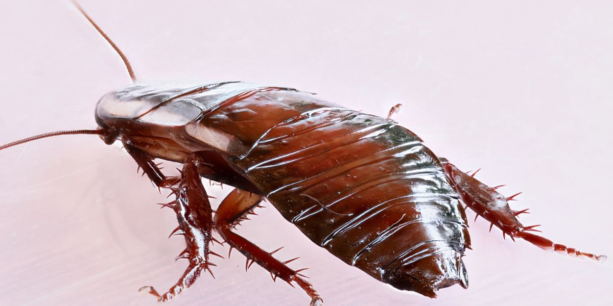 What Southern pest would you name after your ex? - It's a Southern Thing