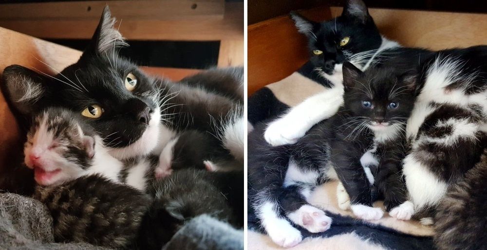 Cat Sneaks into Man's Home to Have Kittens and Forever Changes His Life ...
