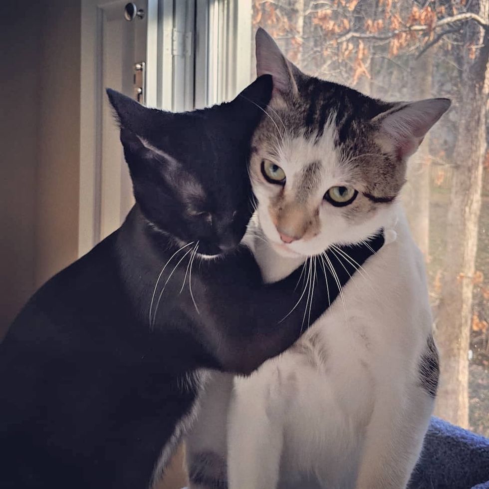 Cat Helps Raise His Kittens After He Was Rescued Along with His Best ...