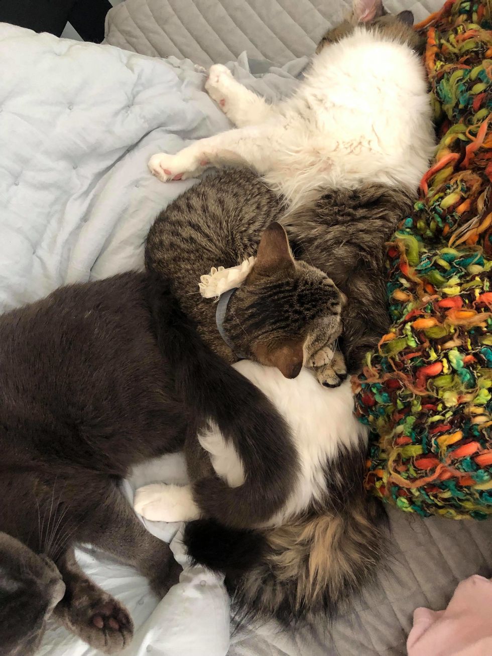 Kitten Who Can’t Grow, Comforts Other Cats with Special Needs With ...