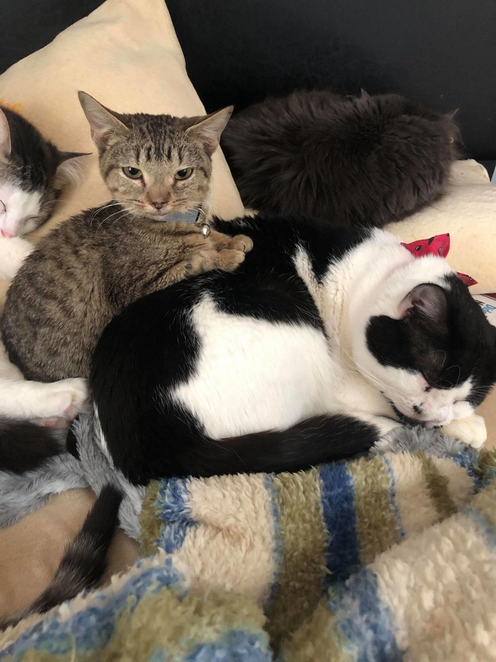 Kitten Who Can’t Grow, Comforts Other Cats with Special Needs With ...