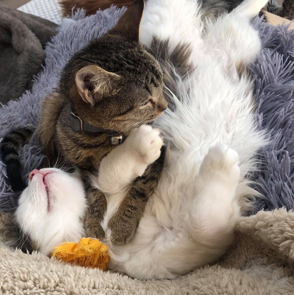 Kitten Who Can’t Grow, Comforts Other Cats with Special Needs With ...