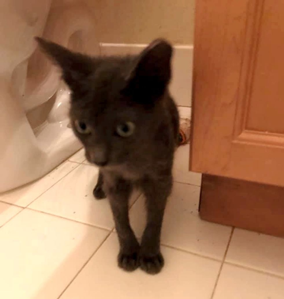 Scraggly Kitten Walks Up to Rescuer and Meows for Help When She Finally ...