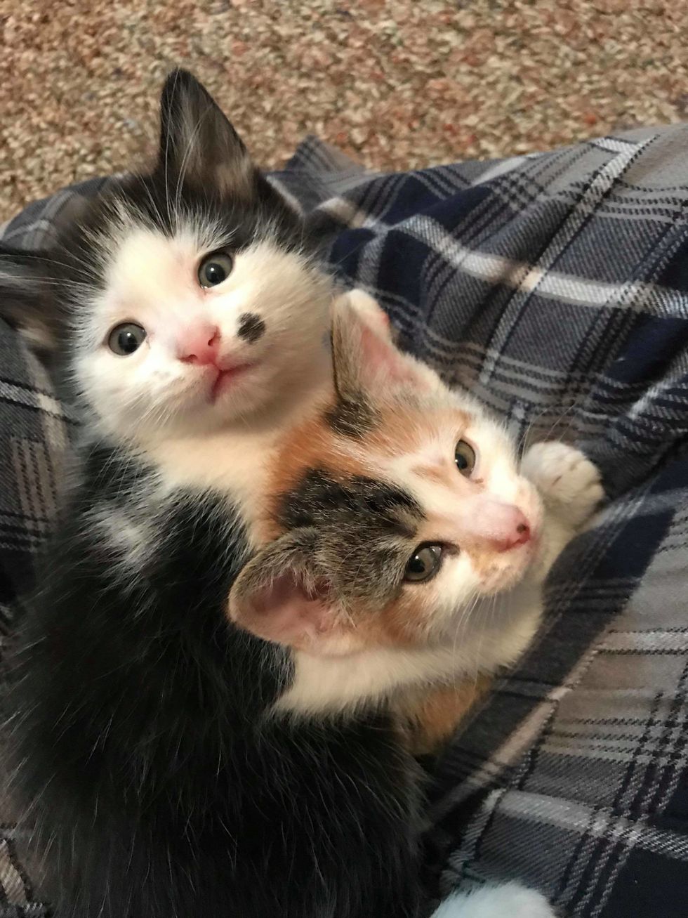 Rescued Cat Finds Loving Home to Have Kittens - One of Them is ...