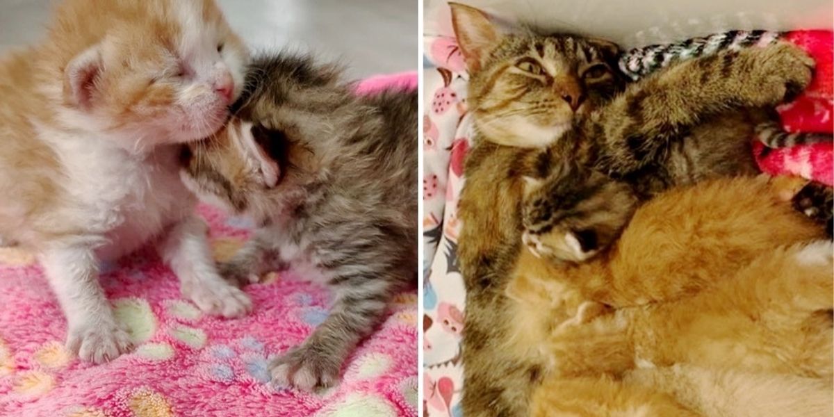 Orphaned Kittens Adopted By Cat Who Was Found in a Box Outside Just ...