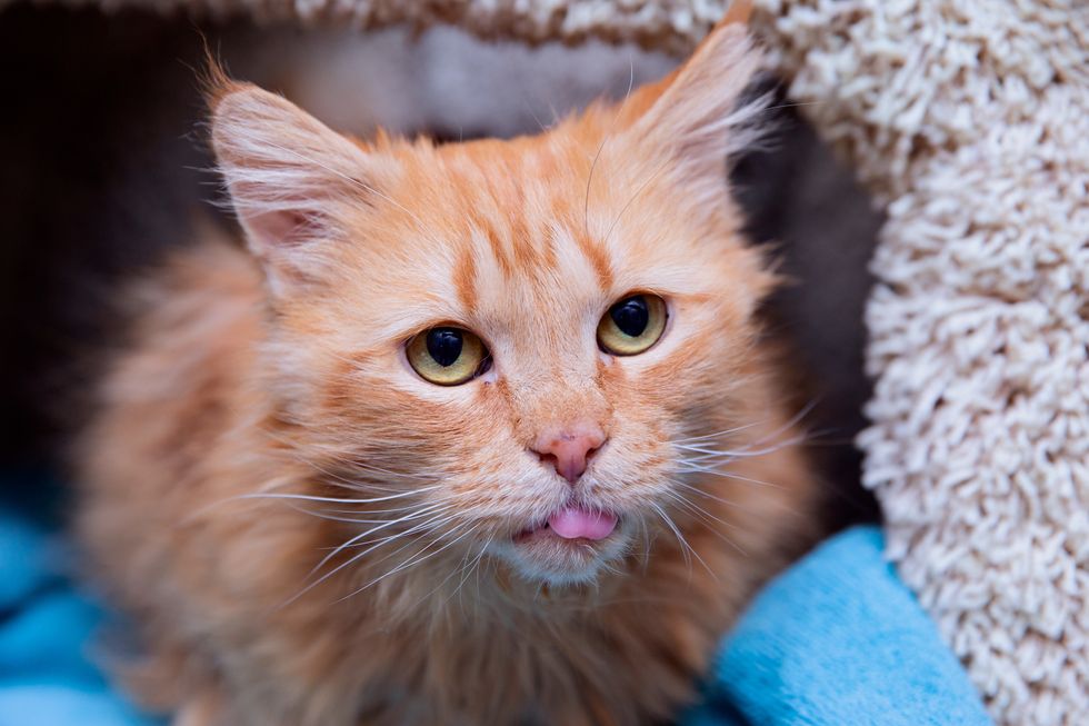 Cat Completely Transformed After Rescue - She is Almost Toothless But ...