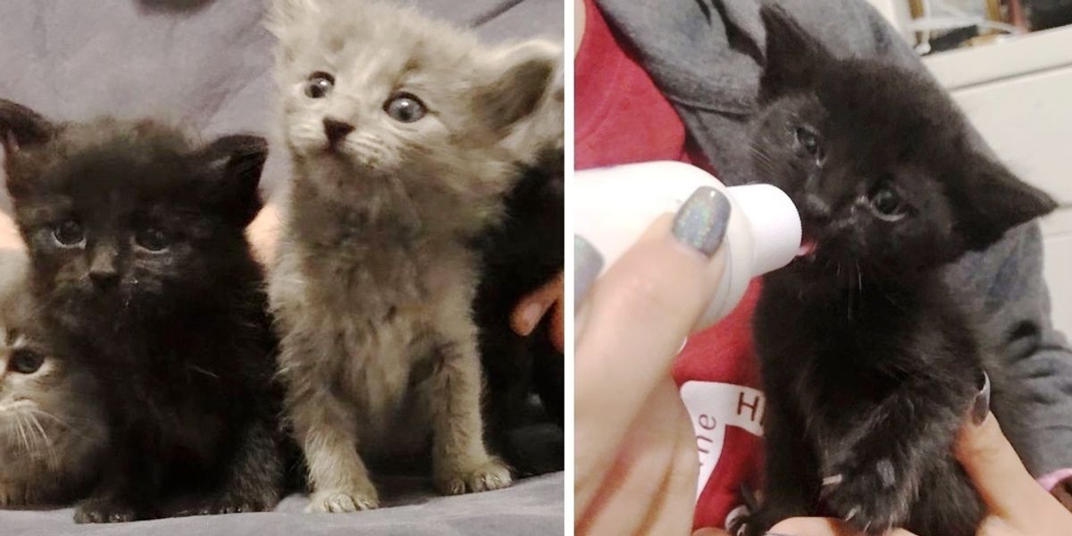 Rescuer Saves Kittens from Burned House and Goes Back to Find Their ...