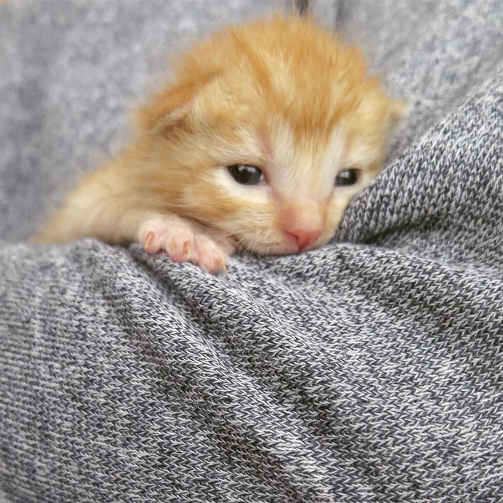 5 Ginger Kittens Found Huddled Up in Cabinet in a Garage, Get Help Just ...