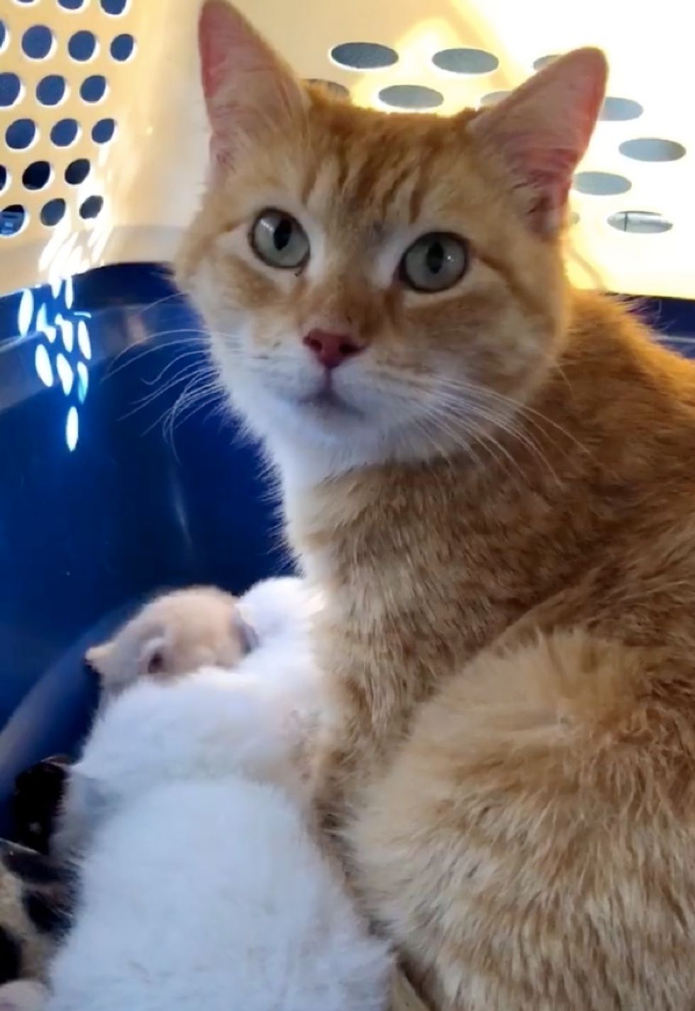 Stray Cat So Happy When Her Kittens are Saved Just in Time, She Won't ...