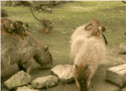 11 Capybara Gifs To Get You Into The Summer Spirit