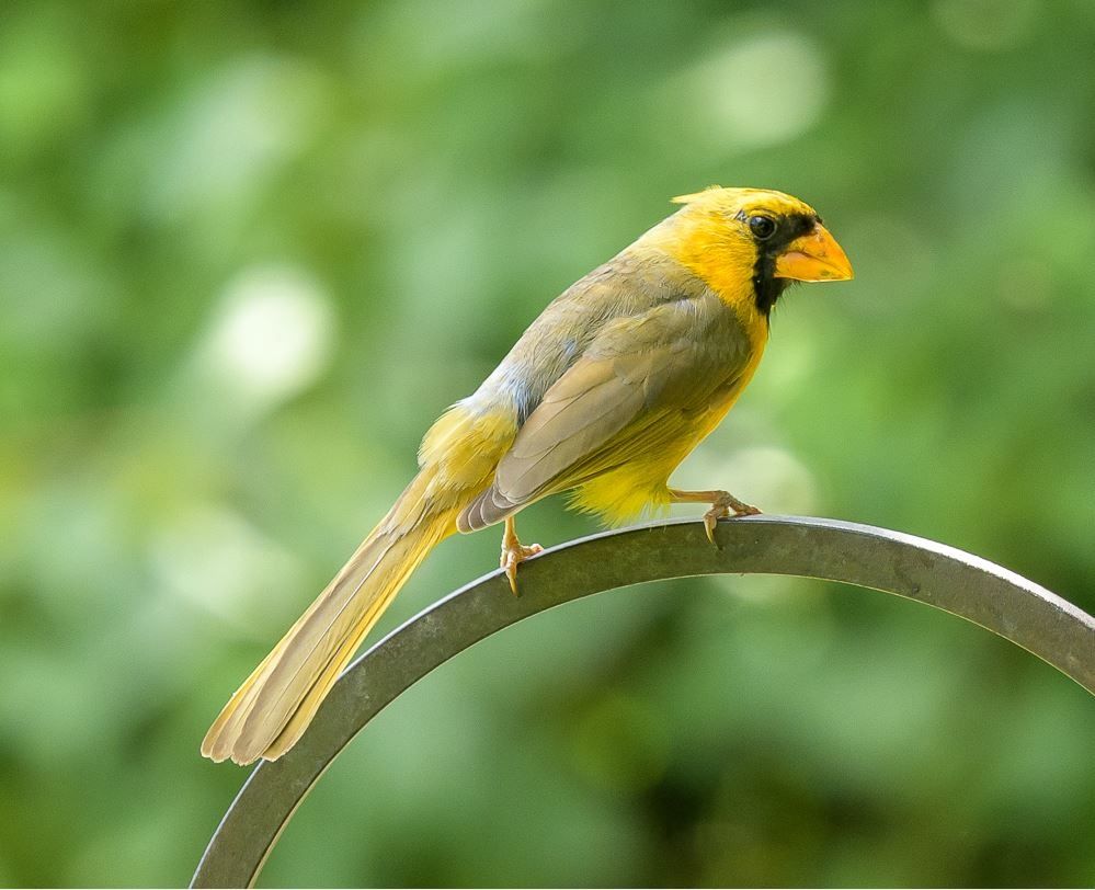 See photos of rare, one-in-a-million yellow cardinal spotted in ...