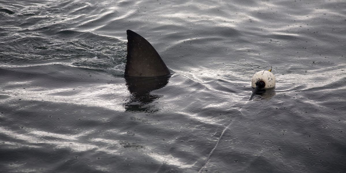You can watch 'Jaws' while floating in a sound in Florida this summer ...