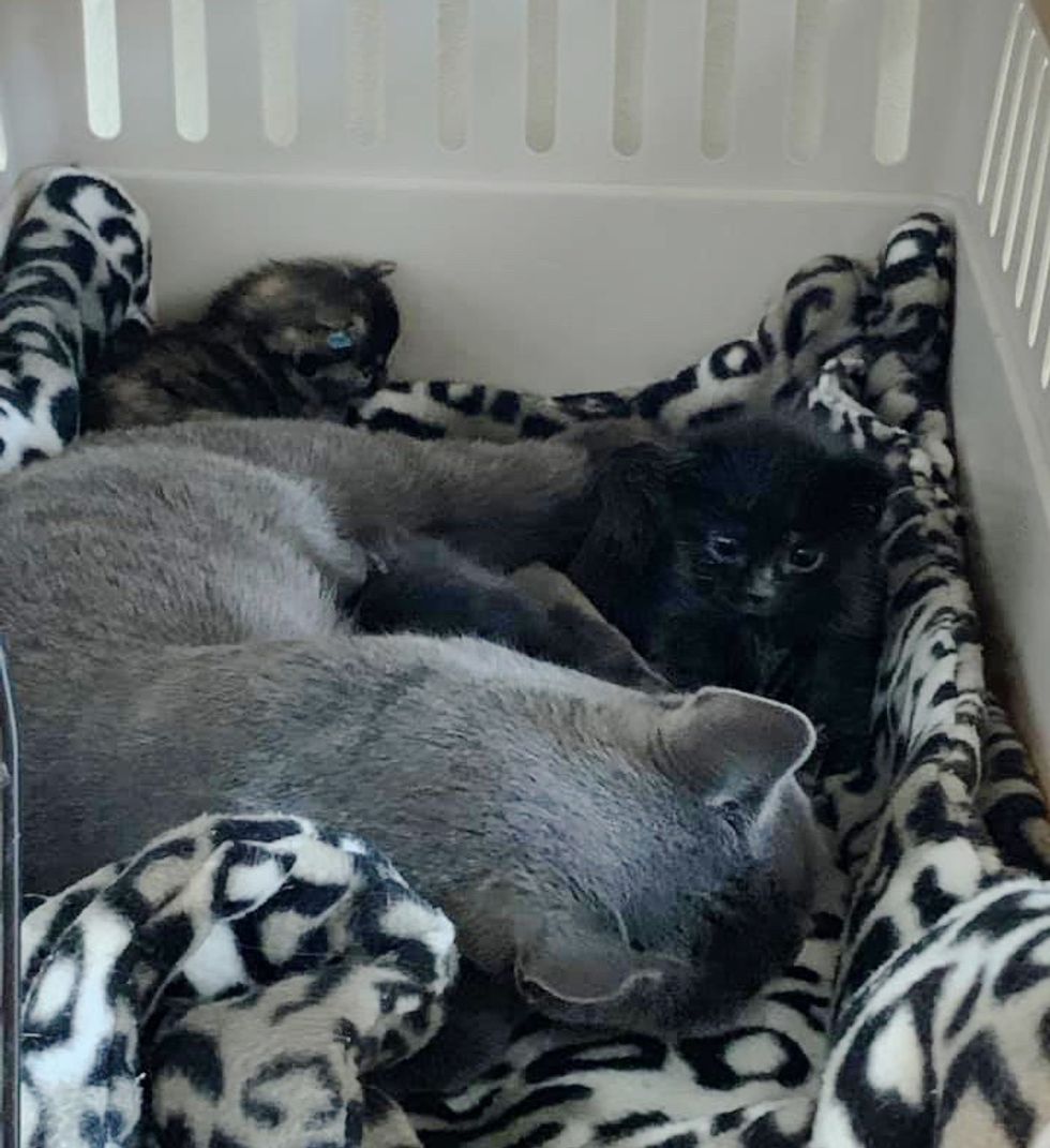Rescued Cat and Her 3-Pawed Kittens Travel Across States for a Chance ...