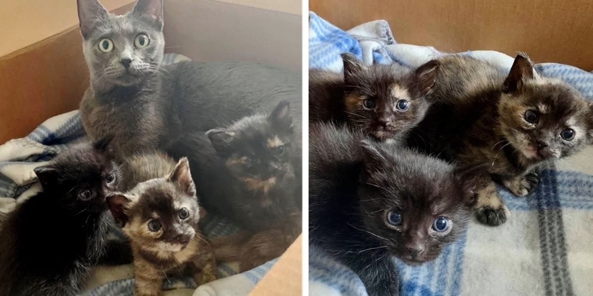 Rescued Cat and Her 3-Pawed Kittens Travel Across States for a Chance ...
