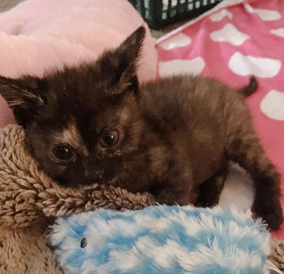 Wobbly Kitten Outlives Everyone's Expectations and Grows Up to Be the ...