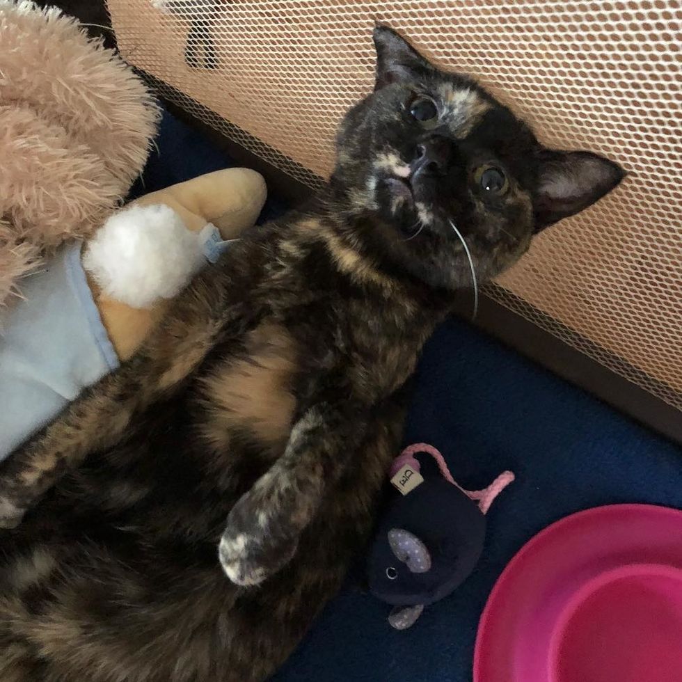 Wobbly Kitten Outlives Everyone's Expectations and Grows Up to Be the ...