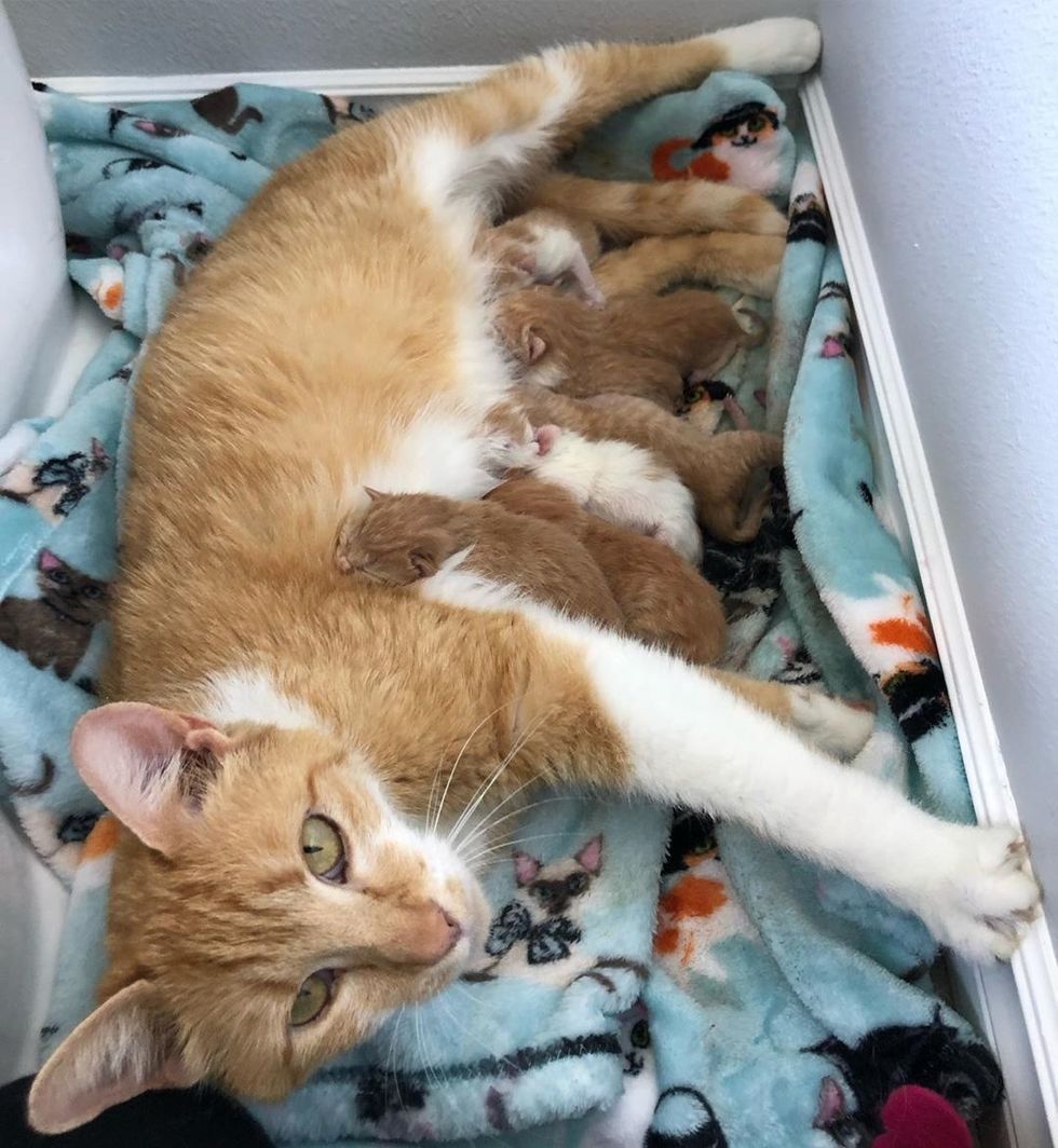 Farm Cat Purrs Up a Storm When She Finds Safe Home to Have Kittens ...