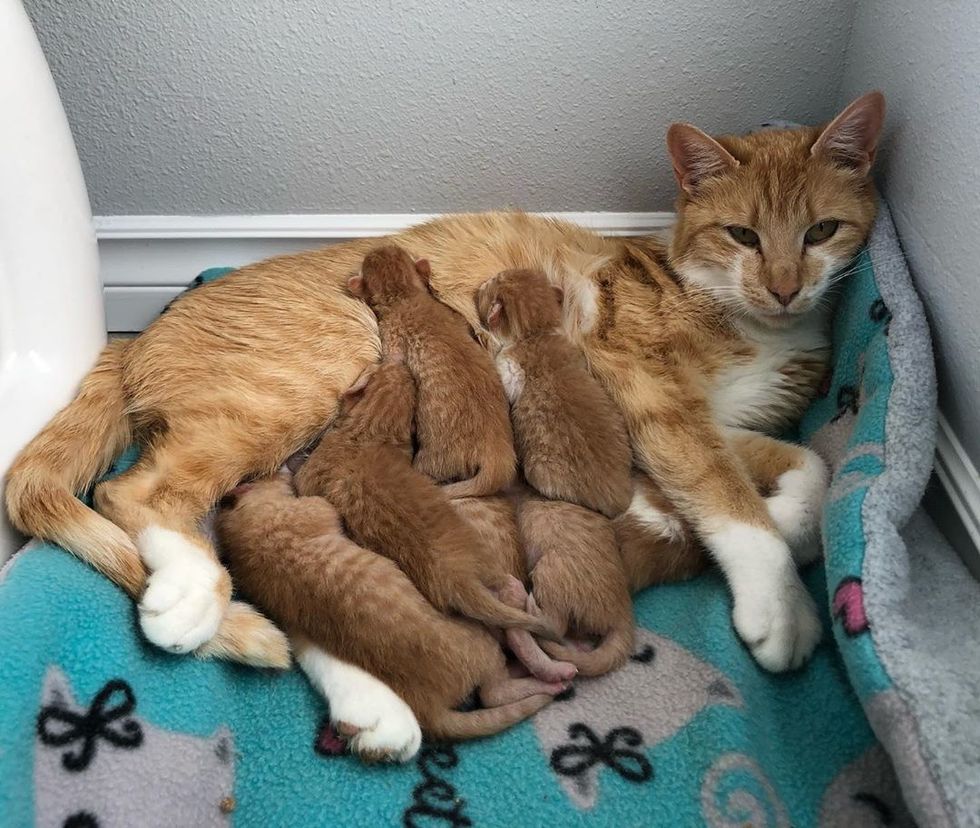 Farm Cat Purrs Up a Storm When She Finds Safe Home to Have Kittens ...