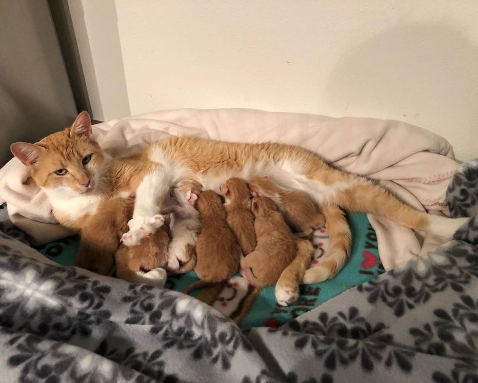 Farm Cat Purrs Up a Storm When She Finds Safe Home to Have Kittens ...