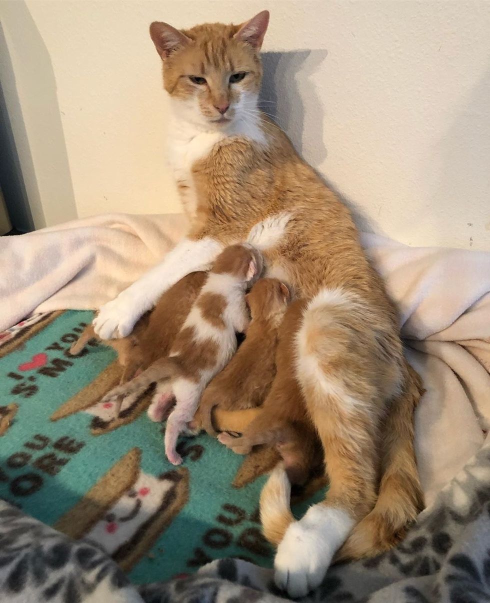 Farm Cat Purrs Up a Storm When She Finds Safe Home to Have Kittens ...