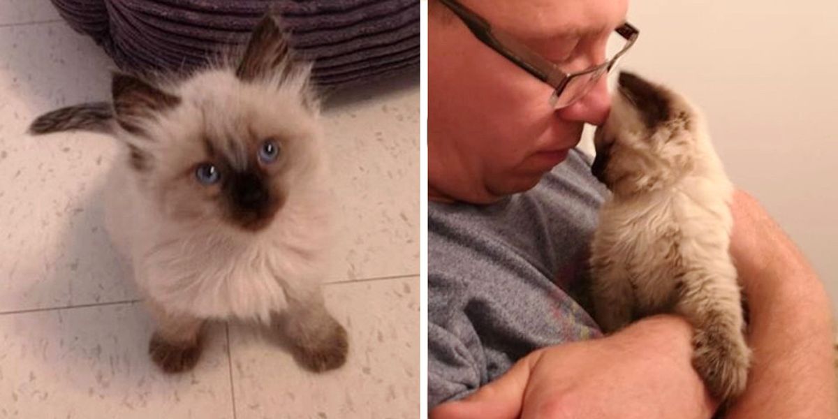 Kittens Found on Hiking Trail Climb Up to Rescuer and Can't Stop ...
