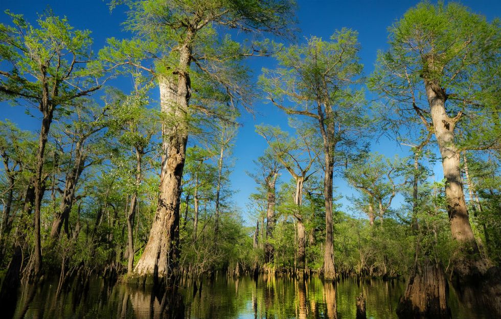 Researchers discovered one of earth's oldest trees in a North Carolina ...