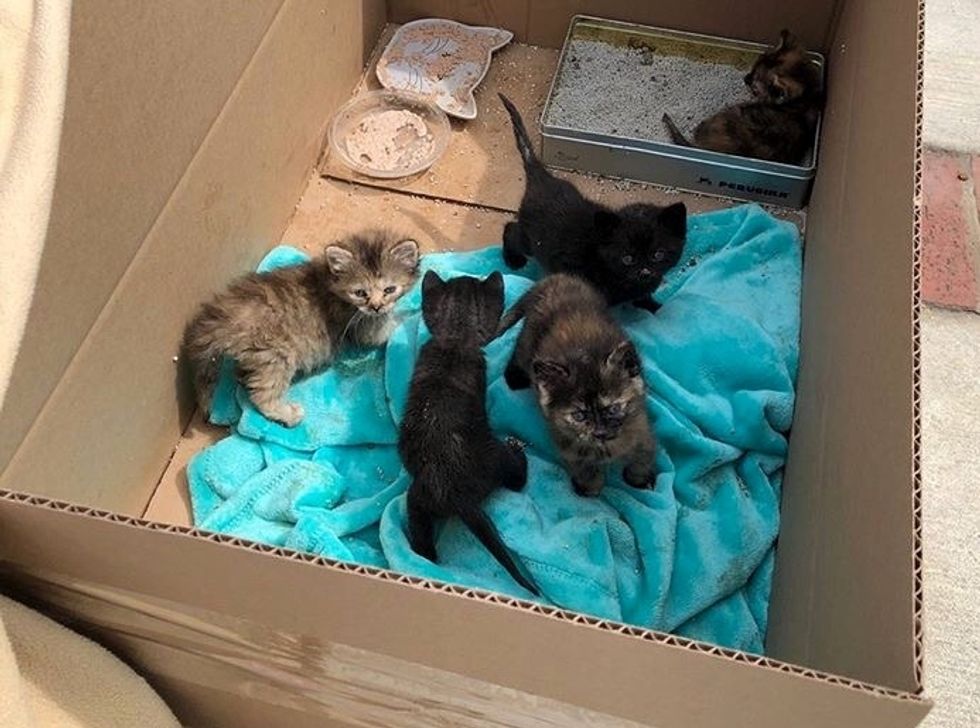 Young Man Rescued 3 Kittens and Went Back for 5 More that Were Hidden ...