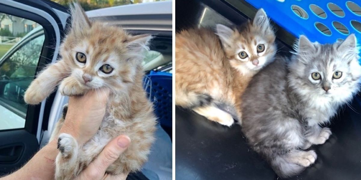Young Man Rescued 3 Kittens and Went Back for 5 More that Were Hidden ...