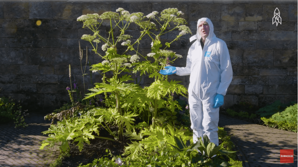 The world's deadliest garden lies inside an ancient English castle ...